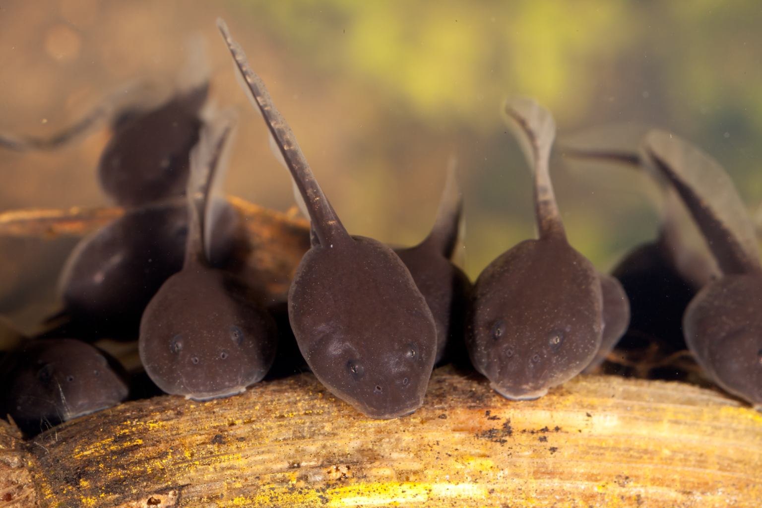 What Do Tadpoles Eat? A Complete Nutrition Guide From Biology to Real ...