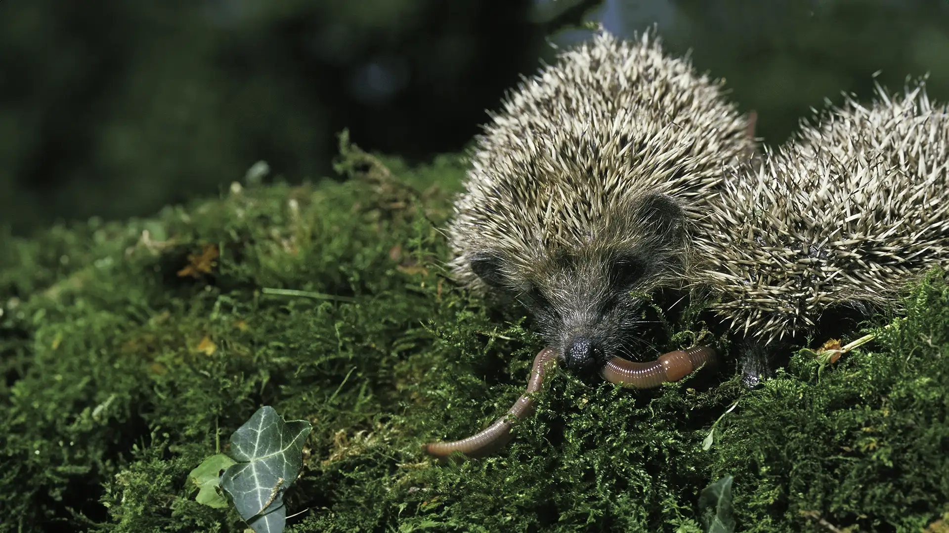 Hedgehog Diet Guide – What Do Hedgehogs Eat for Health & Longevity