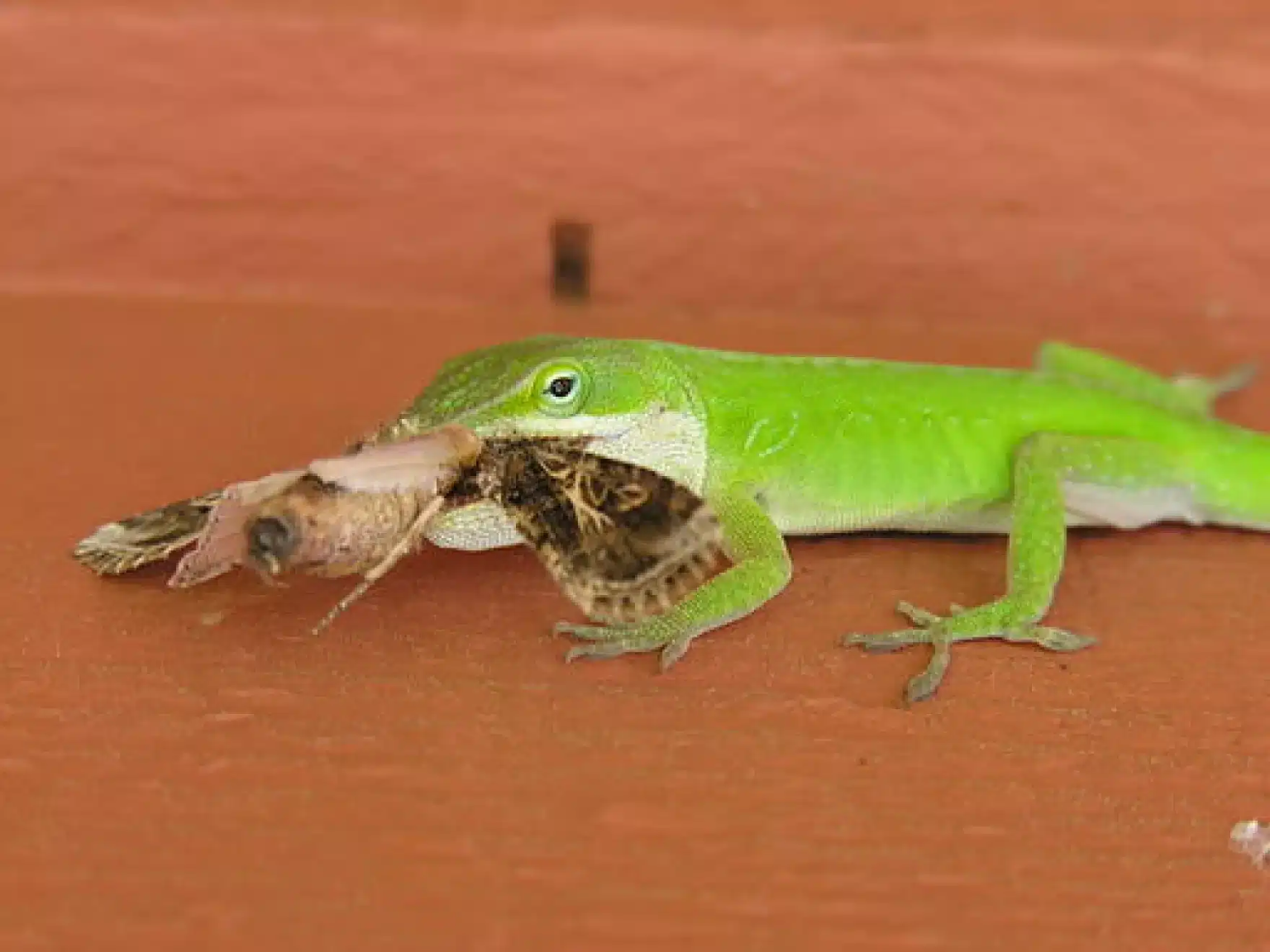 What Do Lizards Eat? A Complete Expert Guide to Feeding Pet & Wild Lizards