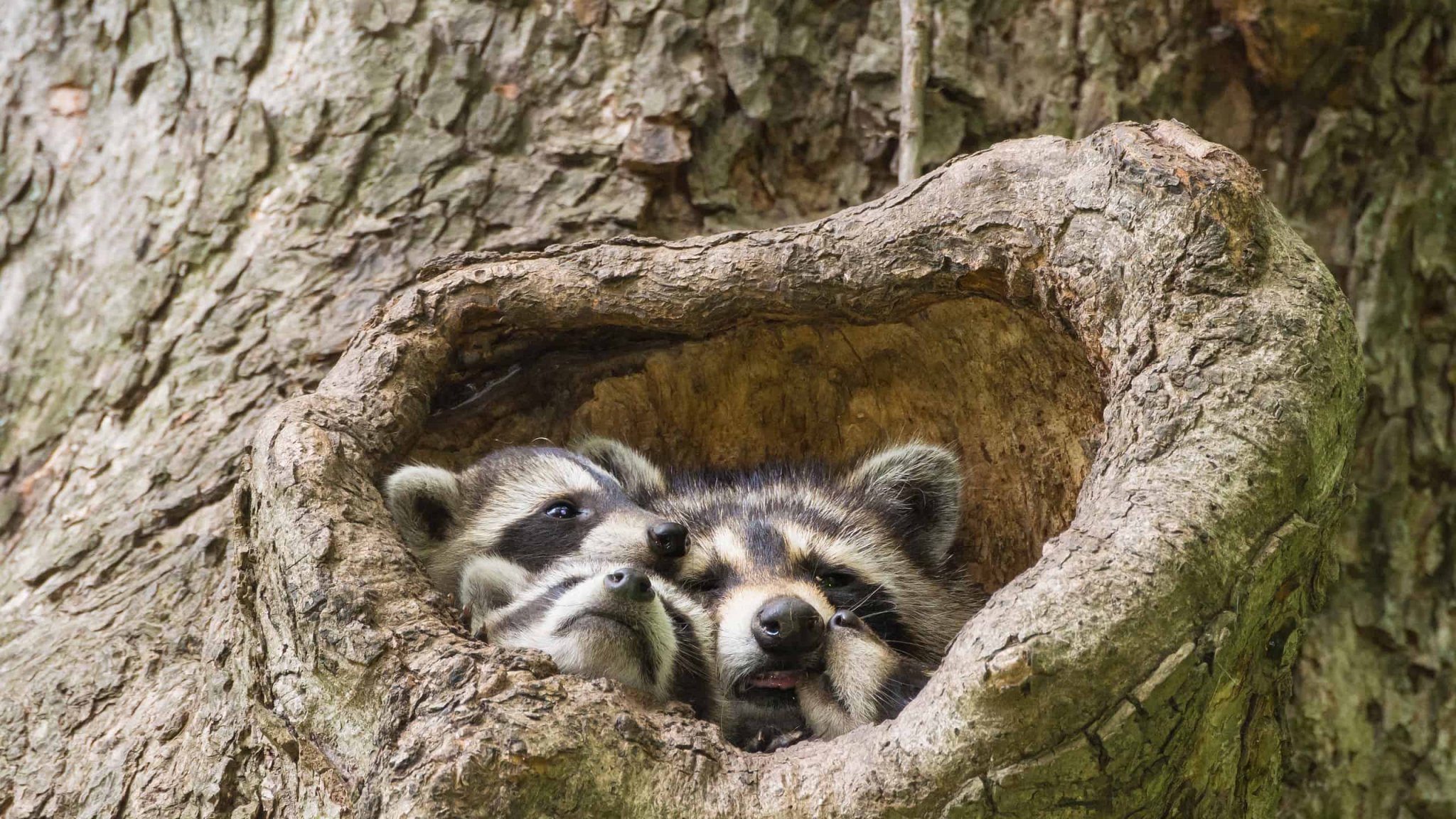 Where Do Raccoons Live? A Complete Guide to Raccoon Habitats in the ...