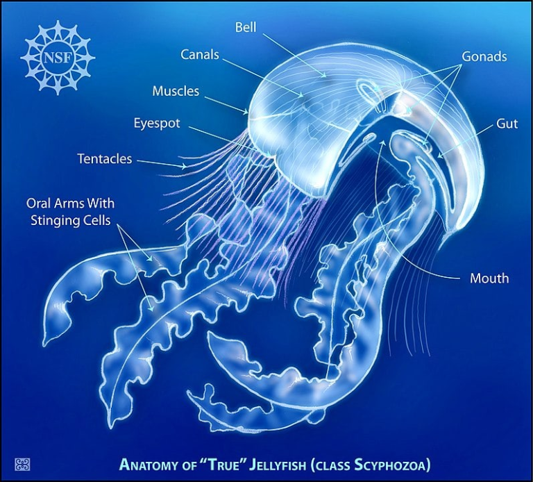 What Do Jellyfish Eat and How Do They Eat It? A Deep Dive Into Their ...