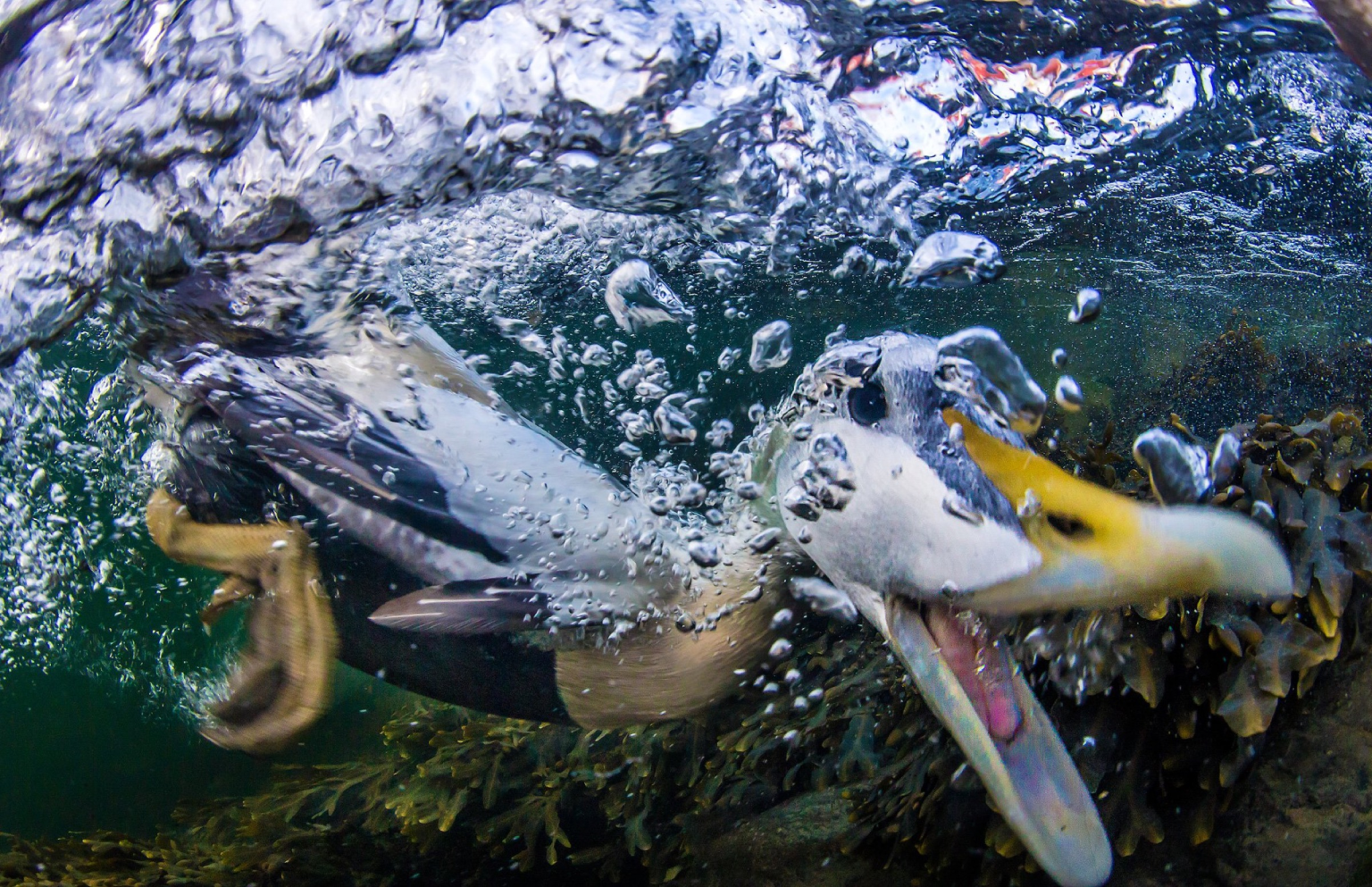 Can Ducks See Underwater? Understanding How Duck Vision Works Above and ...