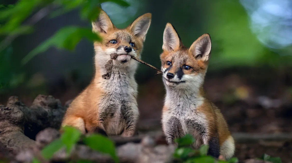 What Do Foxes Eat? Complete Guide to Their Diet