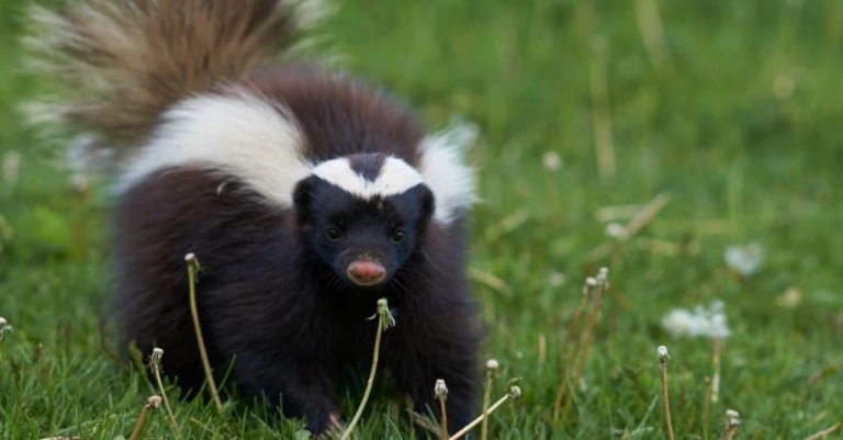 What Do Skunks Eat? 20 Foods Skunks Can Eat and How to Feed Them Safely