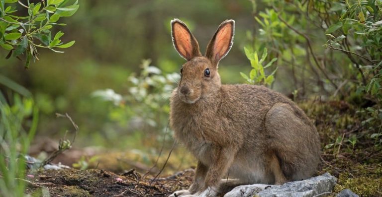 What Do Hares Eat? A Complete Guide to the Wild Diet of These Spe