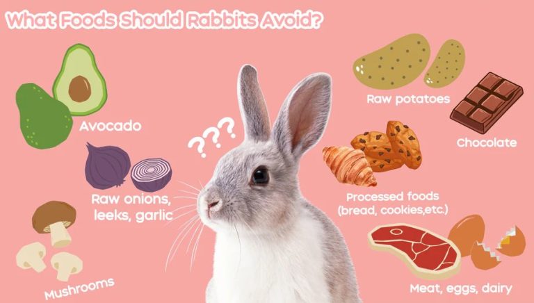 What Do Rabbits Eat? A Complete Guide to a Rabbit’s Natural Diet